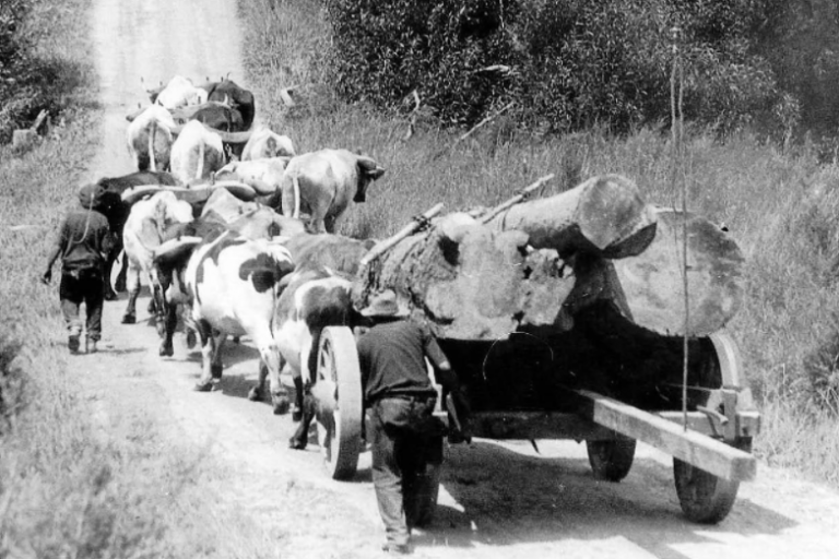 Our Services - Puhoi Heritage Museum